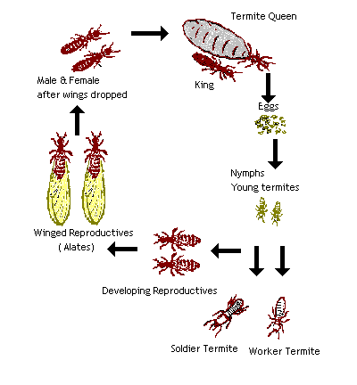 Themes Of Parasitology 6156